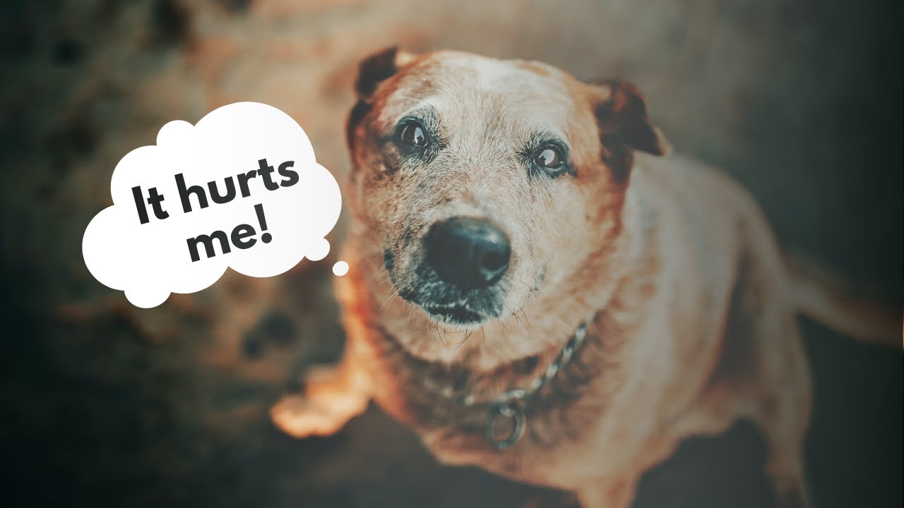 7 Common Actions That Hurt Your Dog's Feelings the Most - YouTube