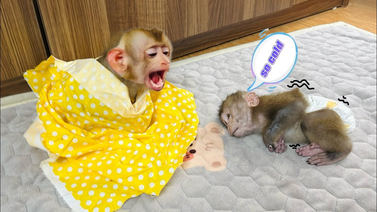 monkey Diana and monkey DiDi got new dresses made by their mother ...