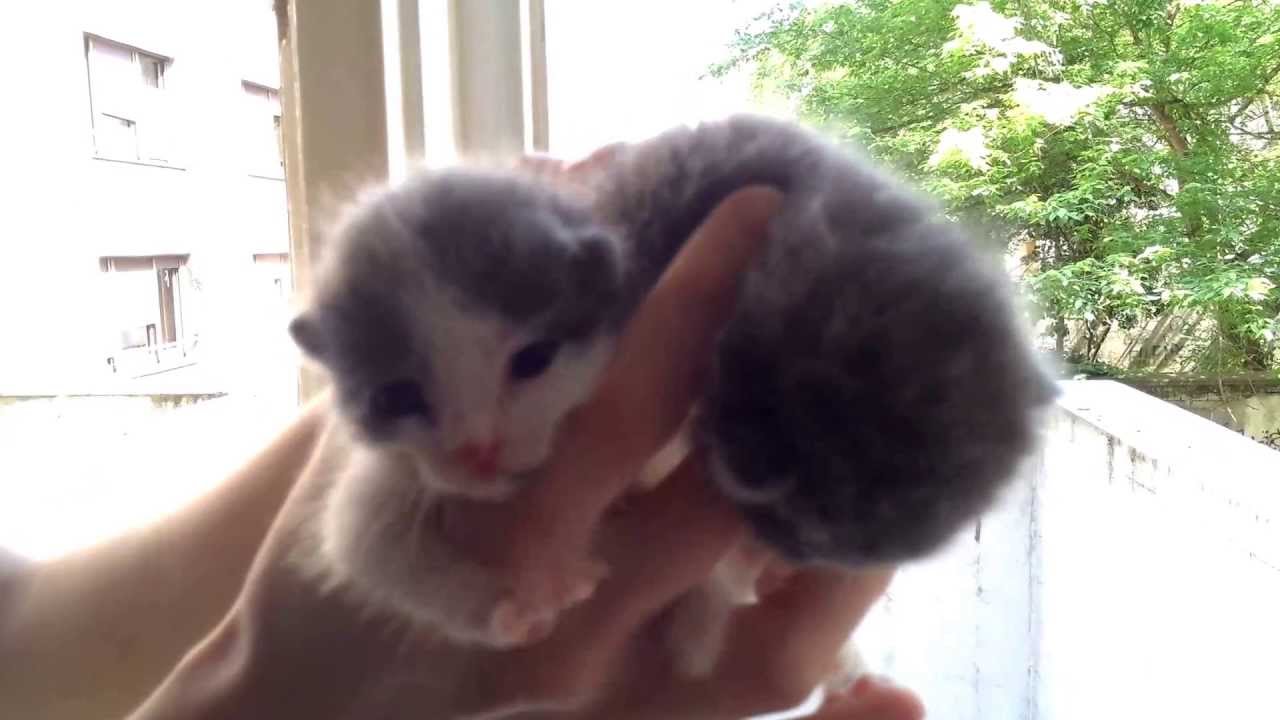 Mace bebe su ostale bez mame - YouTube