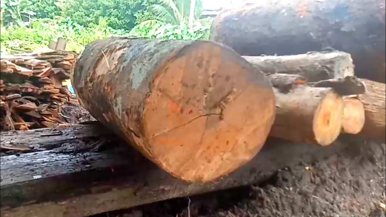 PENGGERGAJIAN KAYU JELOTONG - YouTube