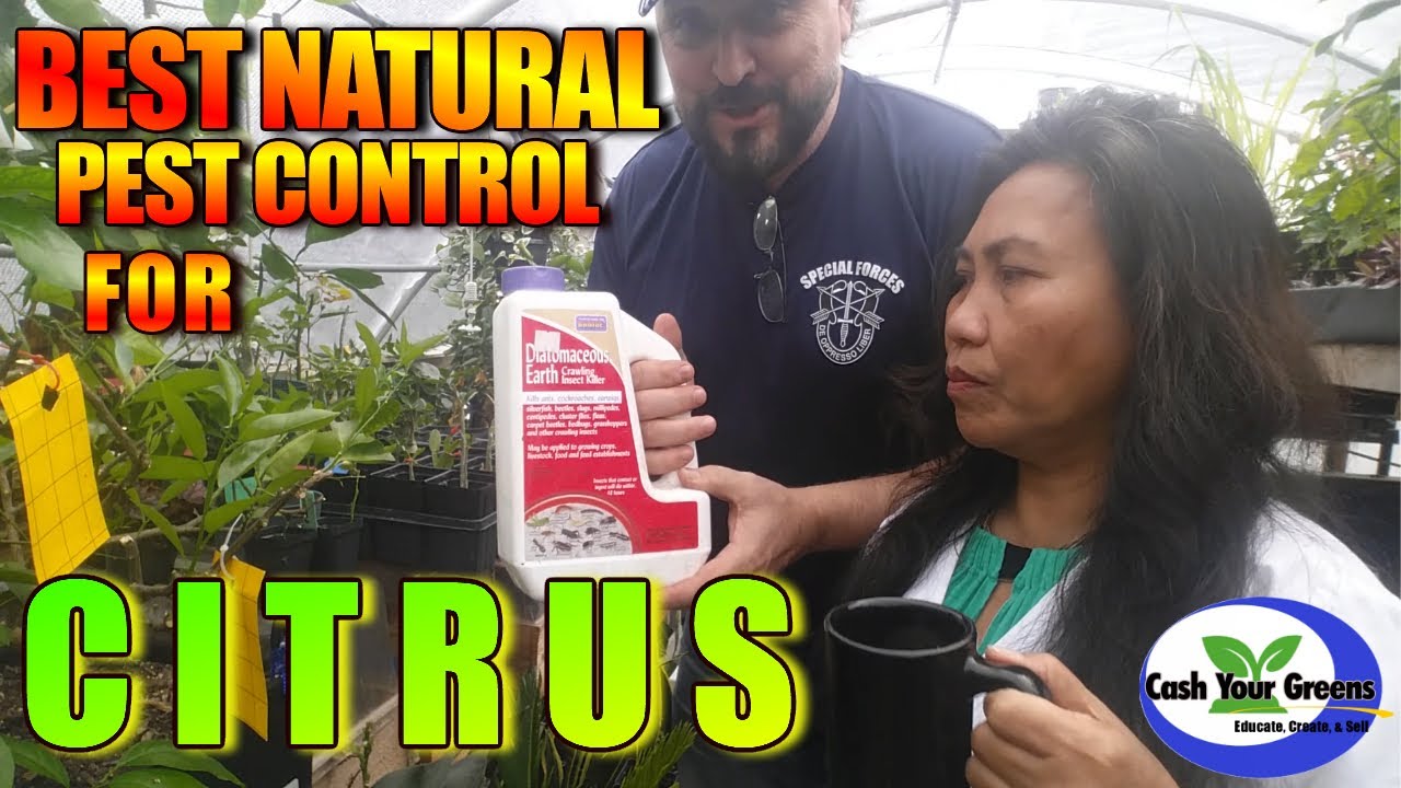 BEST NATURAL PEST CONTROL FOR CITRUS / Controlling Slugs and Snails and ...