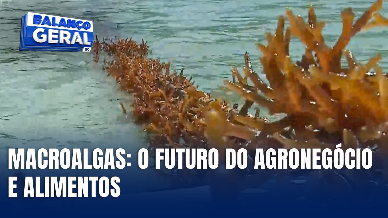 SC revoluciona o mercado com o cultivo de macroalgas | Vídeo