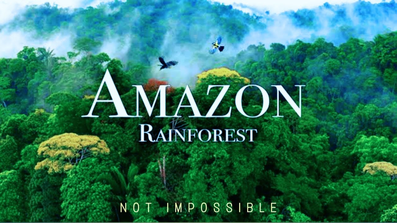 আমাজন বন। রহস্যময় Amazon Rainforest| The unknown secrets of the Amazon ...