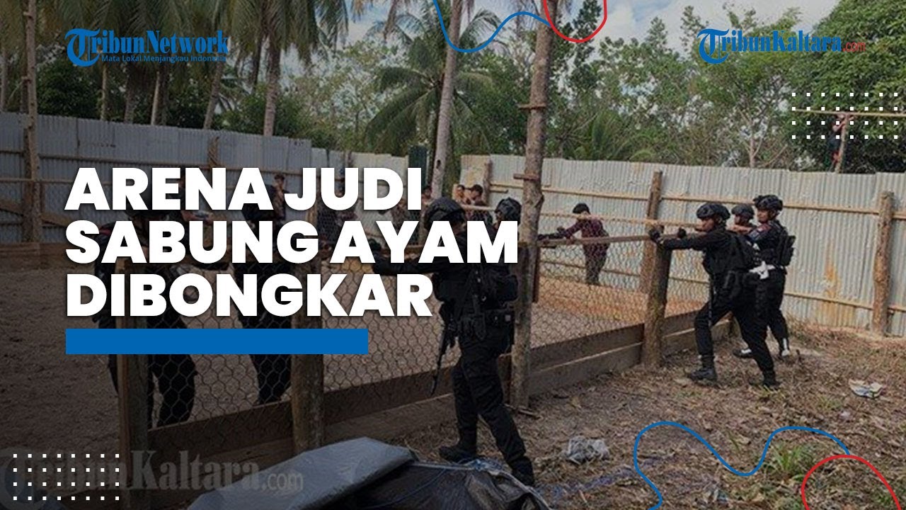 Arena Judi Sabung Ayam Kembali Dibongkar Jajaran Polres dan Brimob di ...