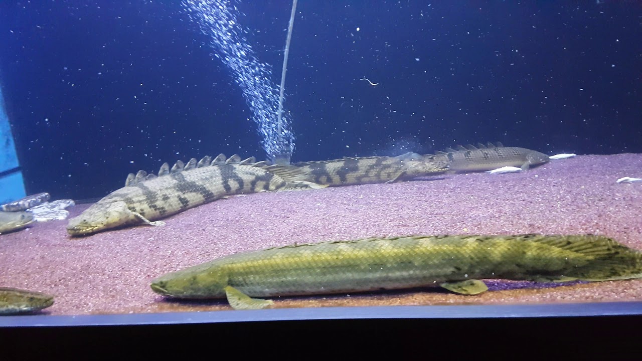 Polypterus lapradei and tank mates feedings - YouTube