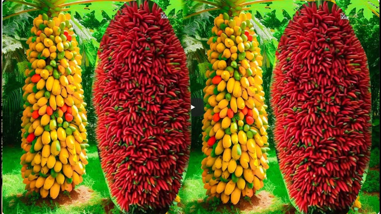 the best method of planting and propagating chili trees from seeds ...