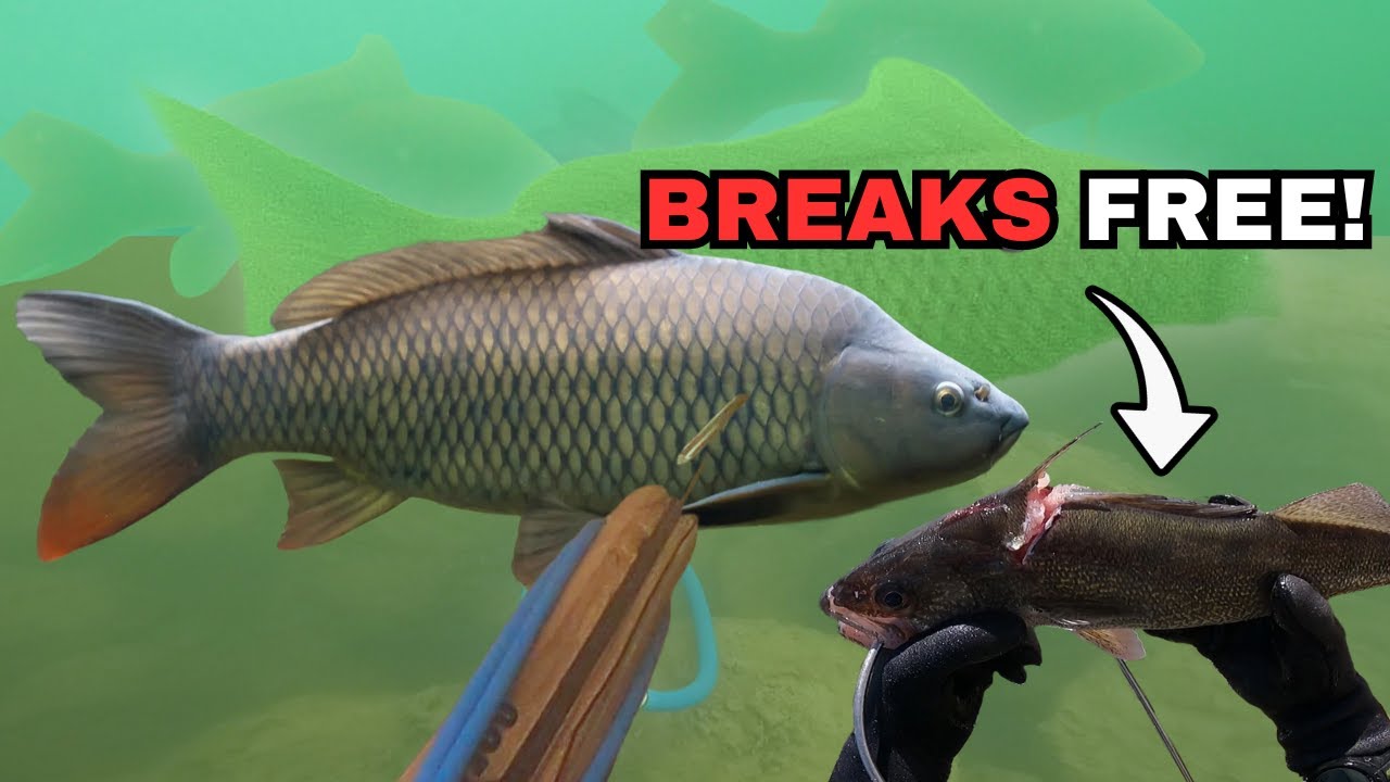 The Fish That ALMOST Got Away! | Freshwater Spearfishing - YouTube