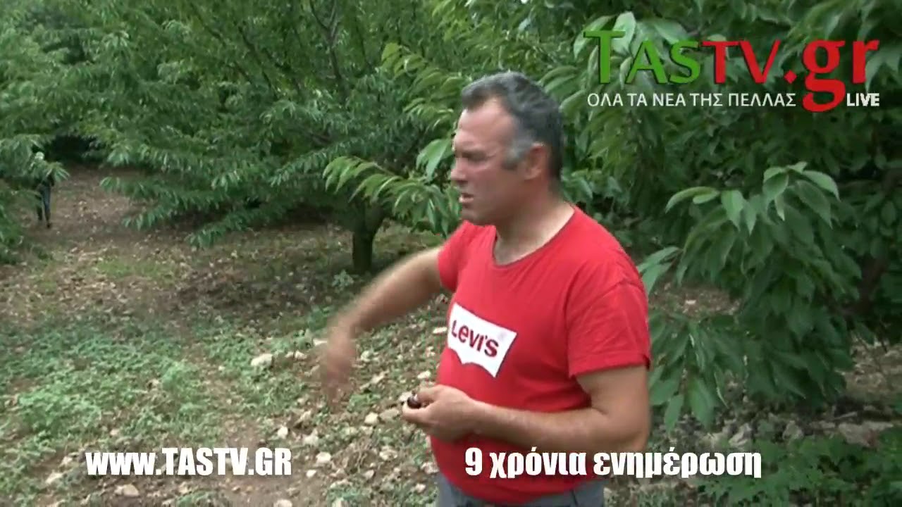 ΣΤΟΝ ΑΓ. ΑΘΑΝΑΣΙΟ ΕΔΕΣΣΑΣ ΑΡΚΟΥΔΑ ΕΣΠΑΣΕ ΤΑ ΚΛΑΔΙΑ ΓΙΑ ΝΑ ΦΑΕΙ ΚΕΡΑΣΙΑ ...