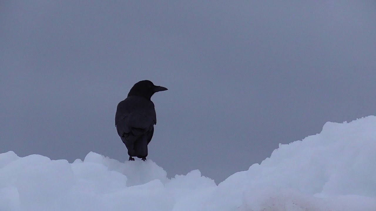 Spring Time Pacific Northwest Road Trip Adventure - YouTube