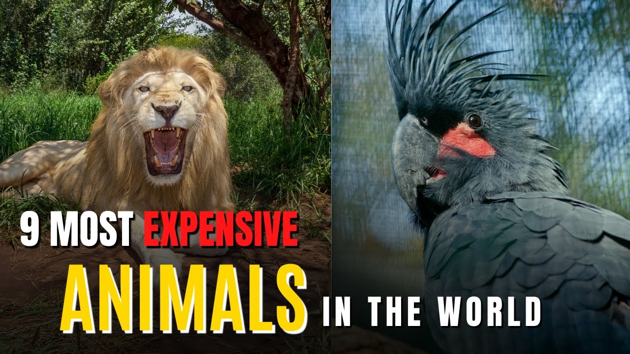 9 Most Expensive Animals In The World - YouTube