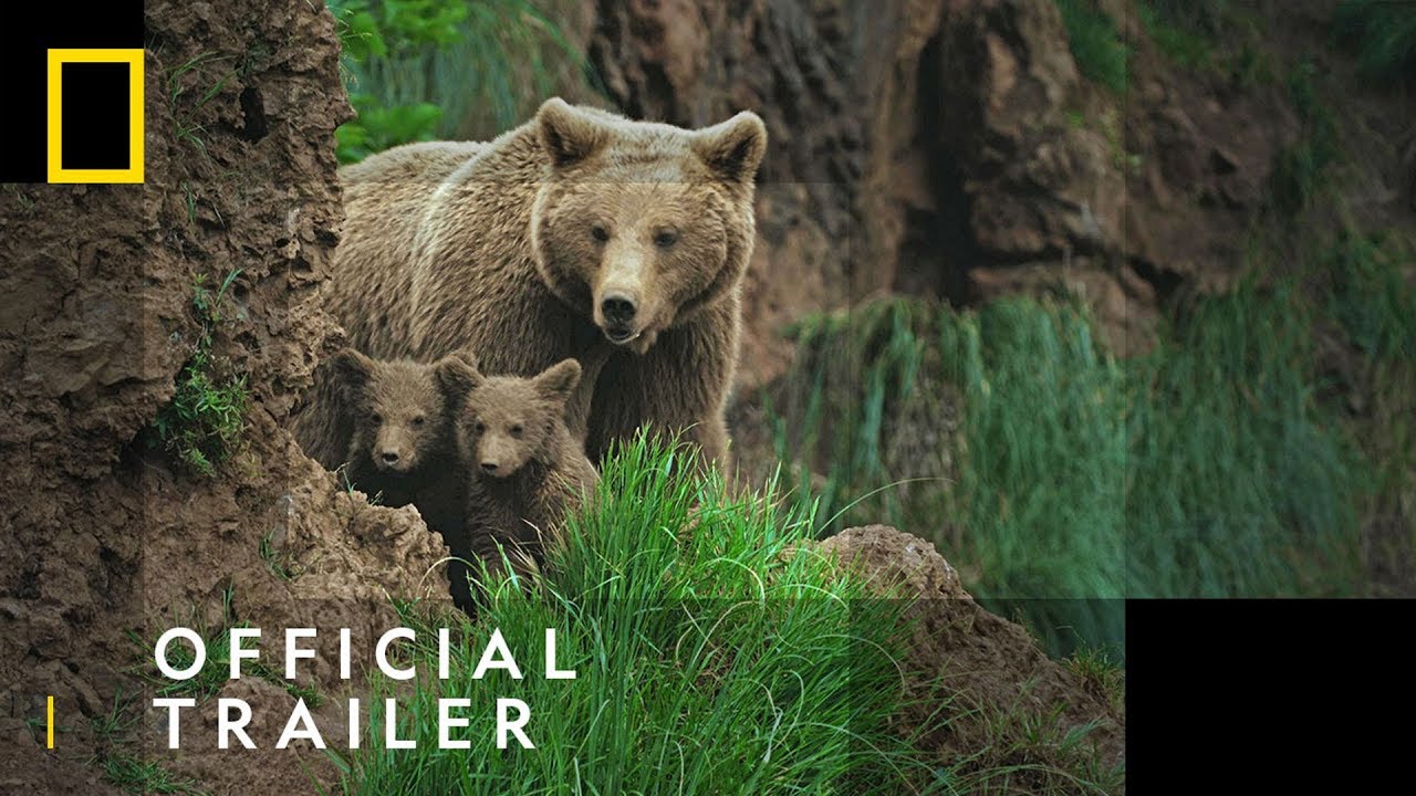 Nature’s Deadliest Predators | Wild Hunters | National Geographic UK ...