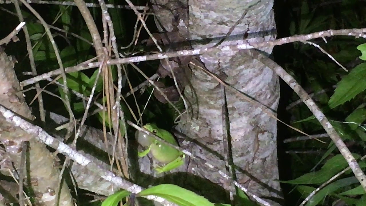 Green Tree Frog Calling at Ruffner Mountain - YouTube
