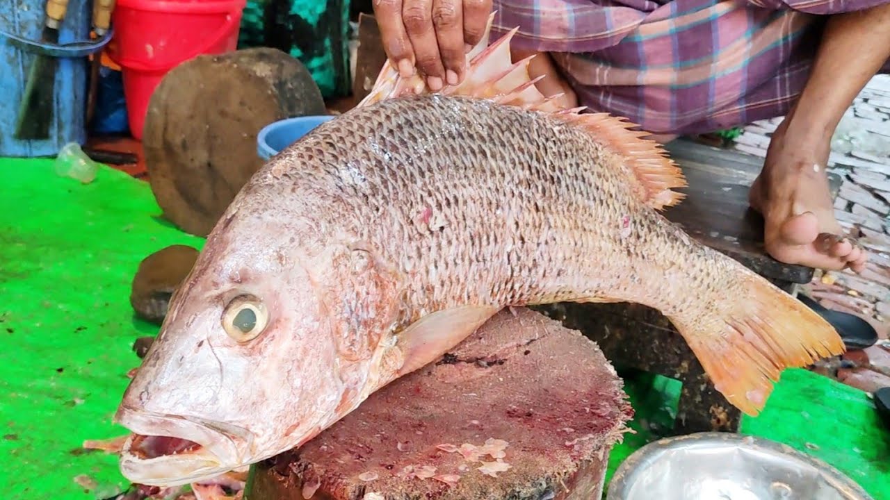 Sonali Koral Fish Cutting Skills Live In BD Fish Market | Fish Cutting ...