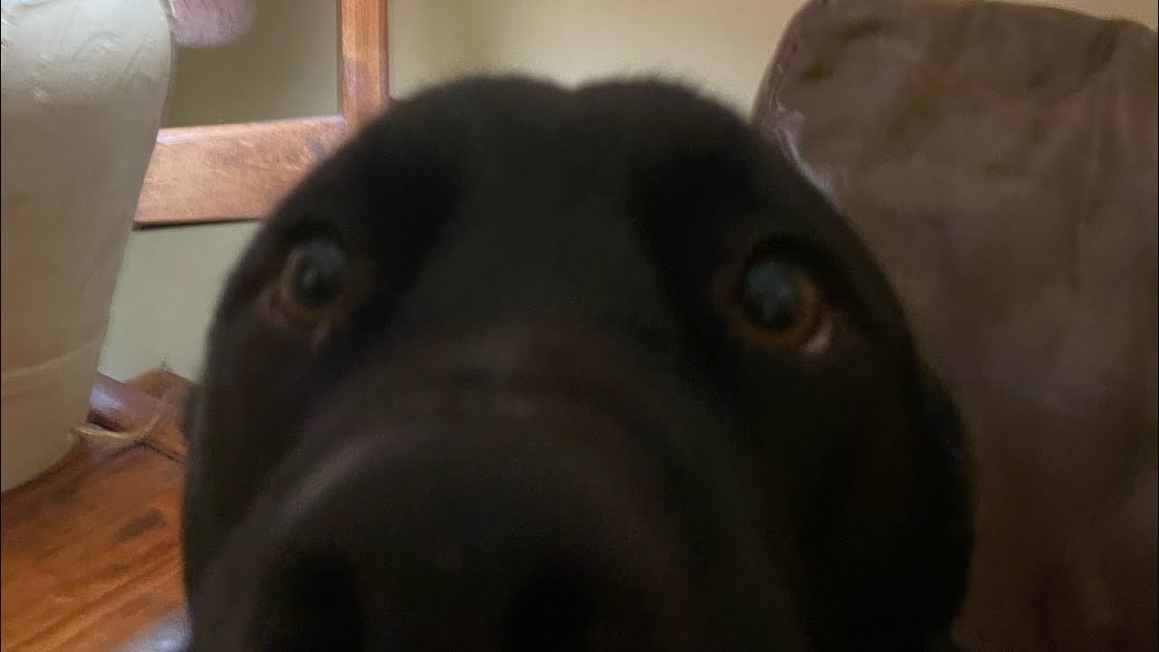 fromp face - YouTube
