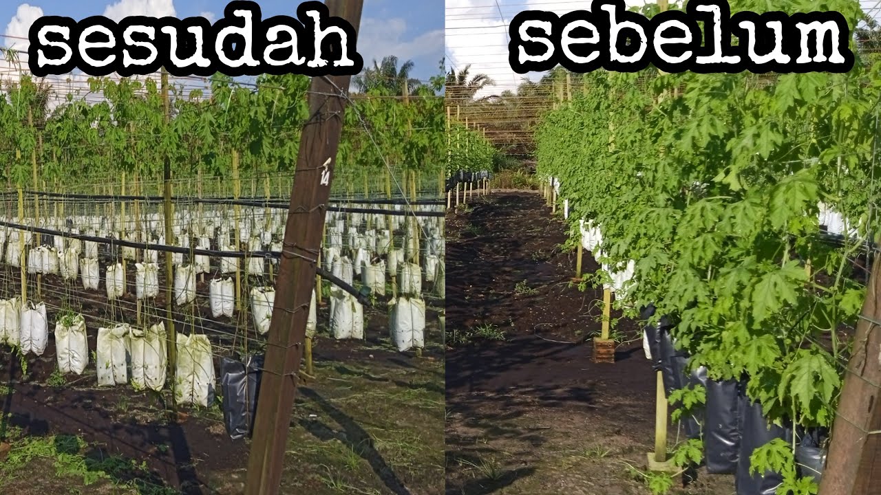 pruning daun pare - YouTube