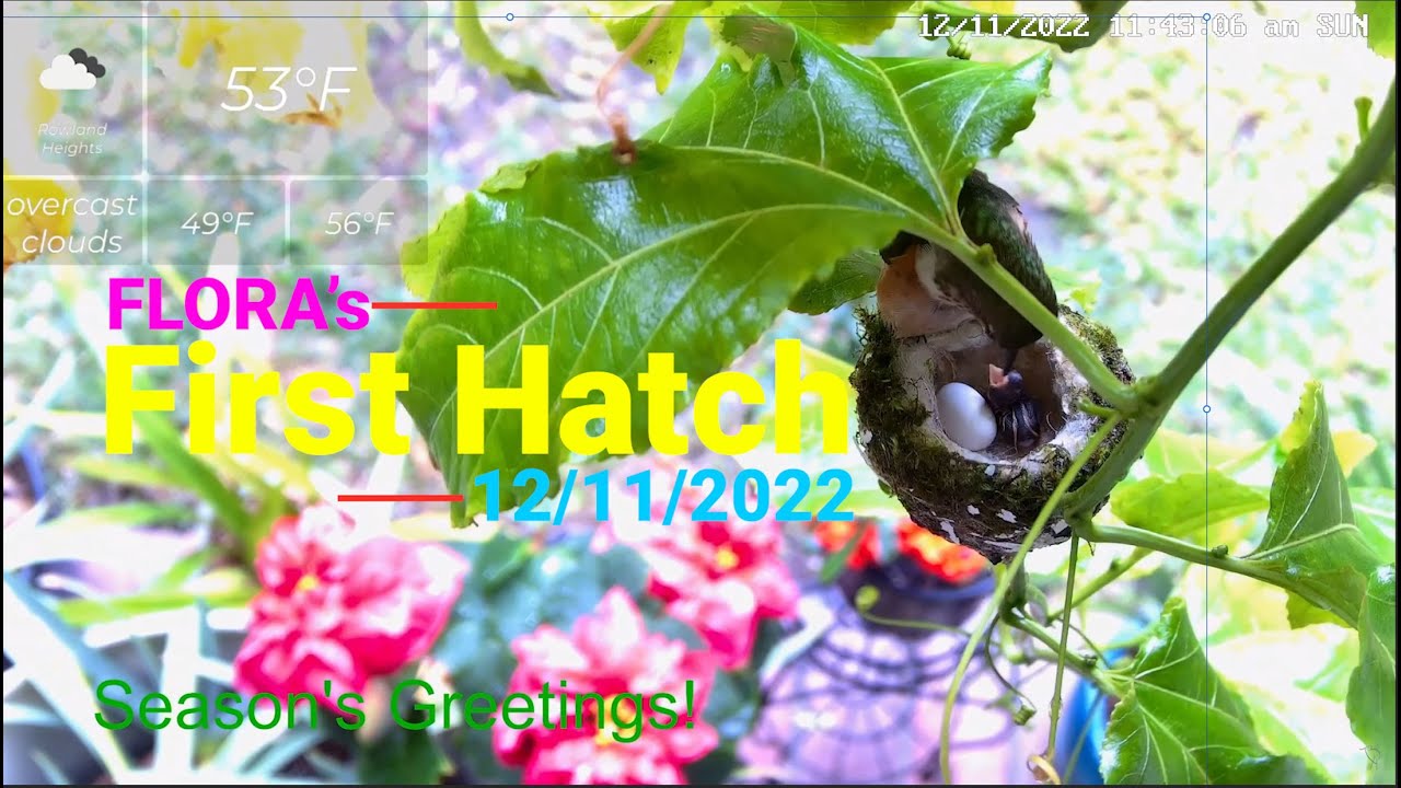 Flora's First Hatch 12112022 Hummingbird Nest Cam - YouTube