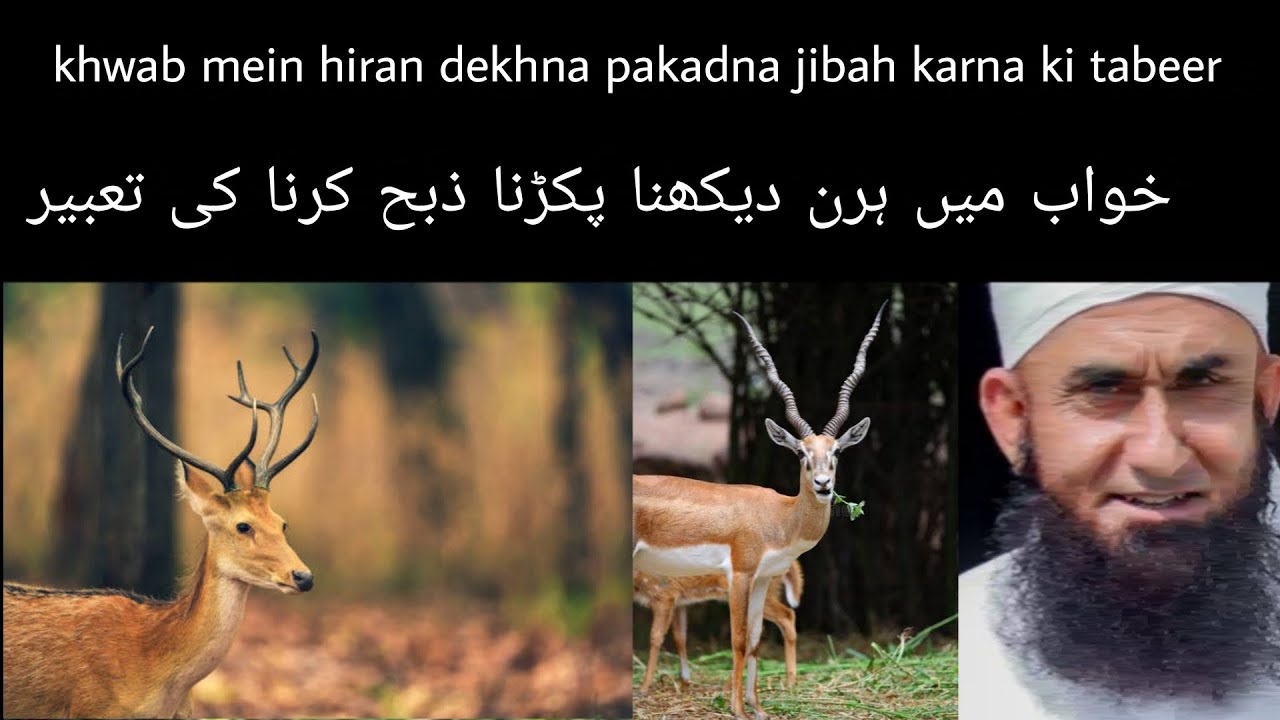 khwab mein hiran dekhna,khwab mein hiran ka shikar karna,khwab mein ...