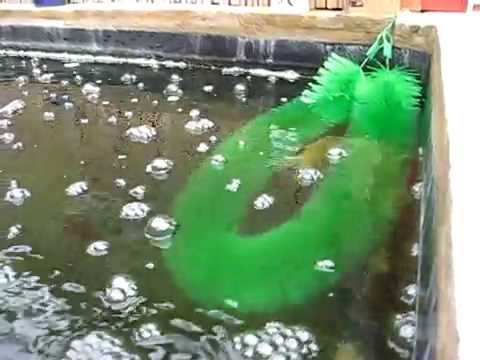 Spawning koi 2 - YouTube