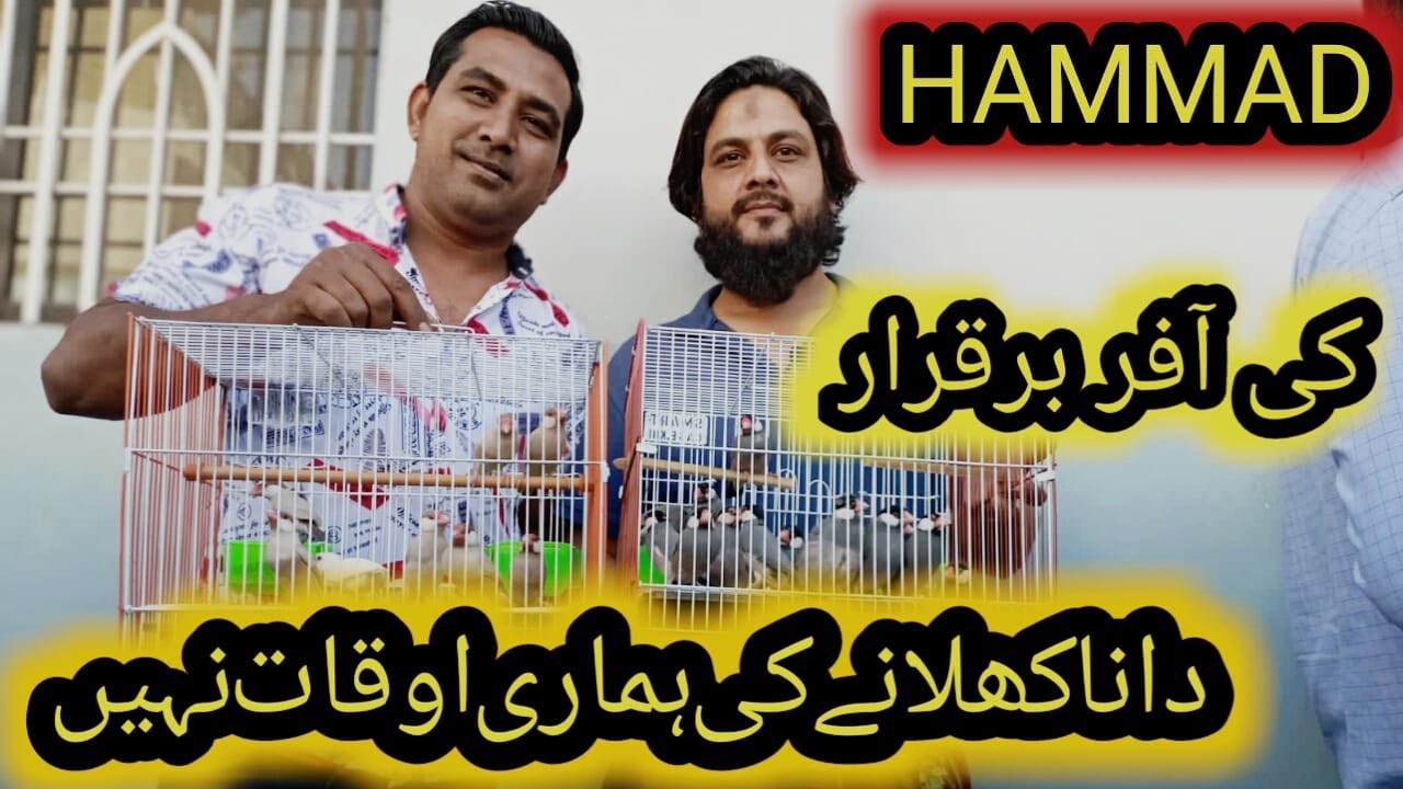 Hammad Bhai birds and seeds explanation| lalukhet birds market - YouTube