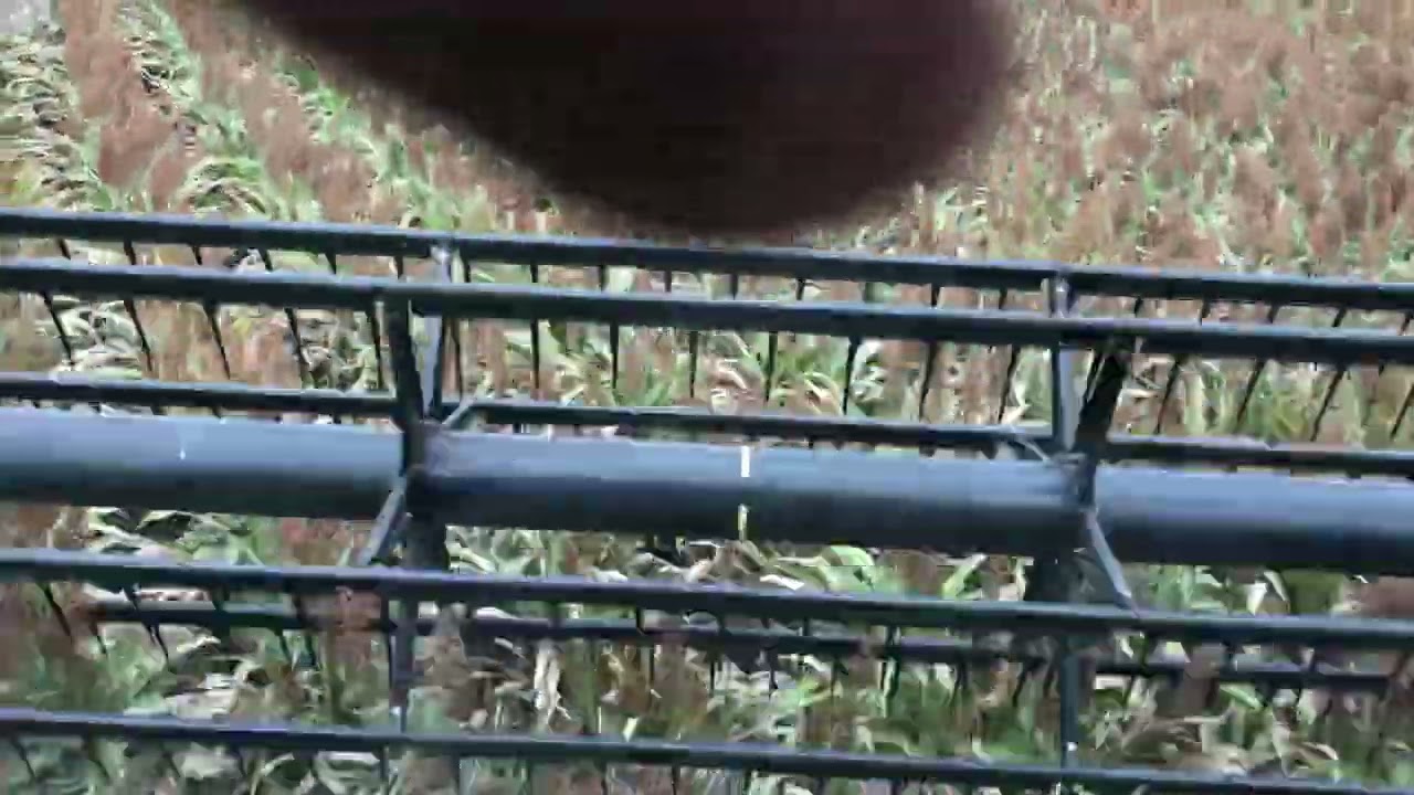 Sorghum/Milo harvest 2022 JD 9650 combine. - YouTube