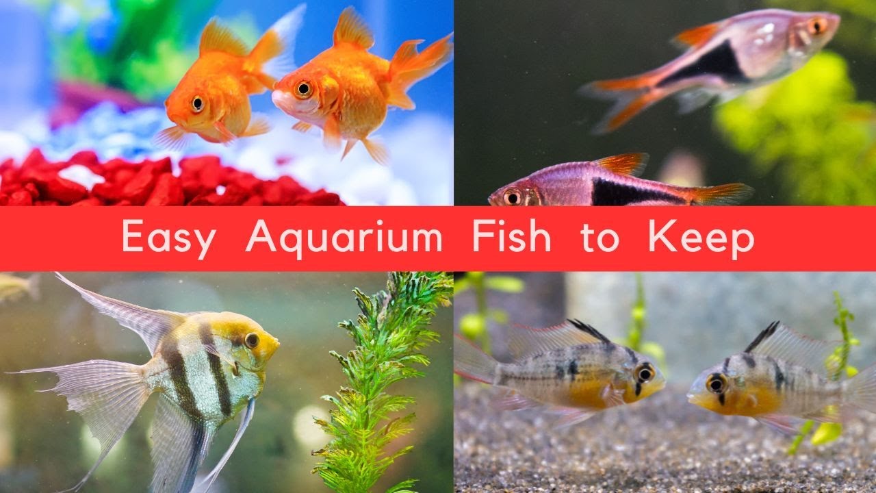 10 Best Aquarium Fish for Beginners | Easy Aquarium Fish to Keep - YouTube