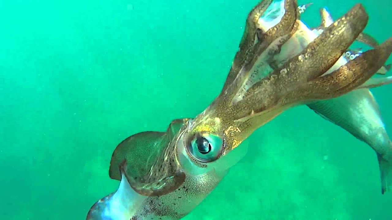 Wallaroo Squid with Sony Action Cam - YouTube