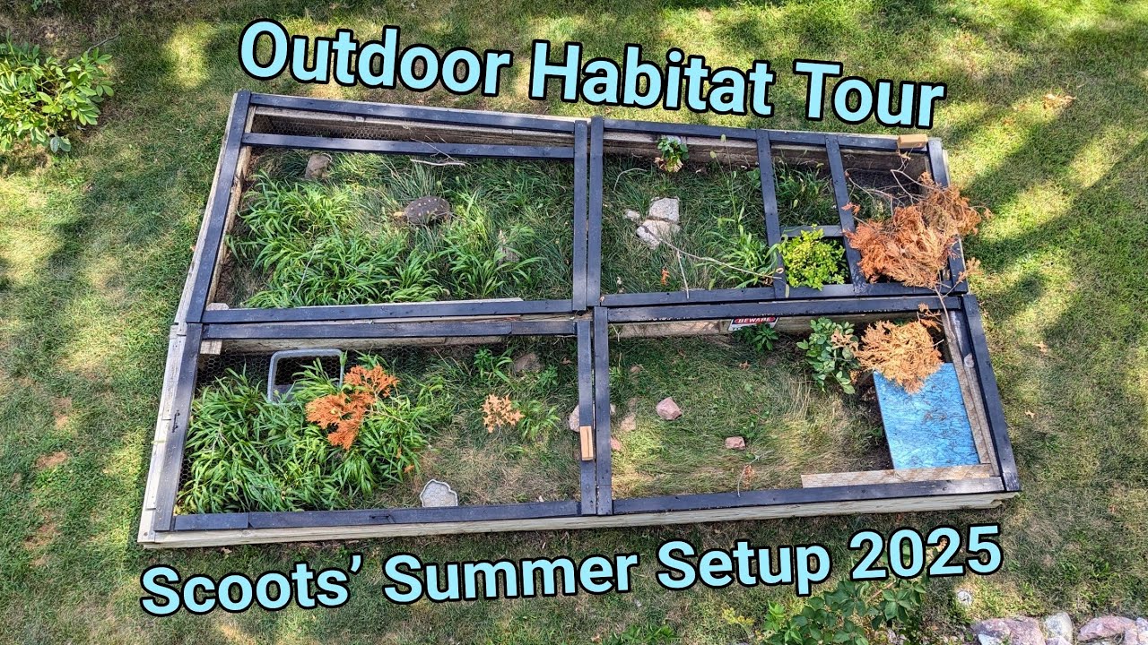 Caring for Scoots: A Quick Tortoise Enclosure Tour - YouTube