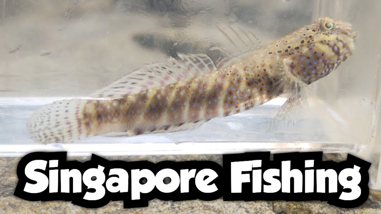 A Day of Fishing on Singapore's Southern Islands | Singapore Fishing 🇸🇬 ...