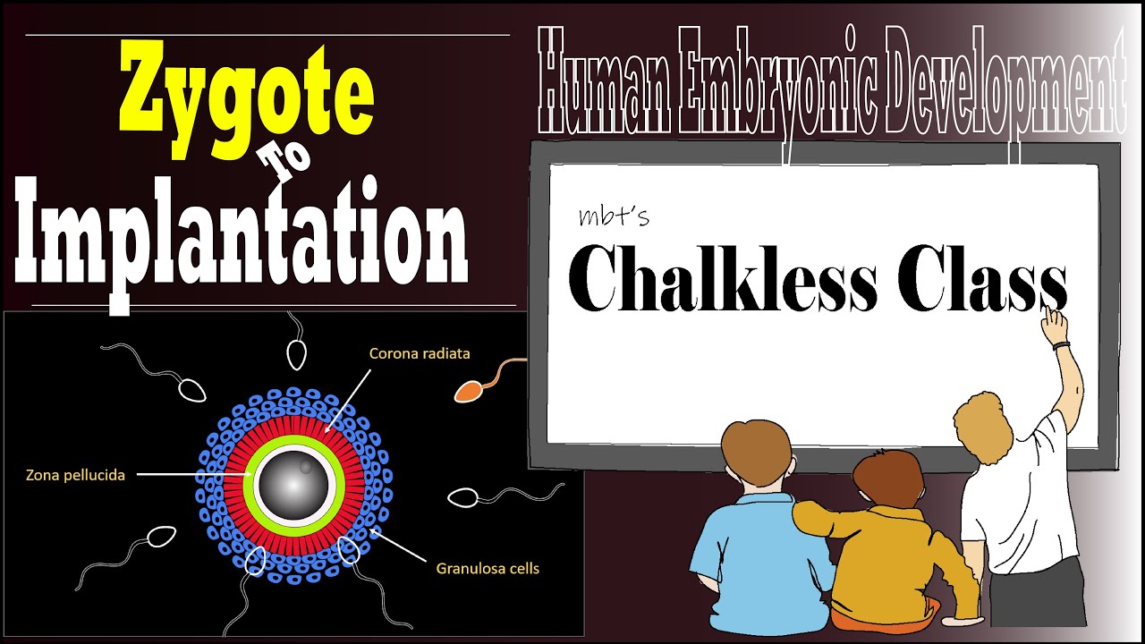 Zygote to Implantation - YouTube