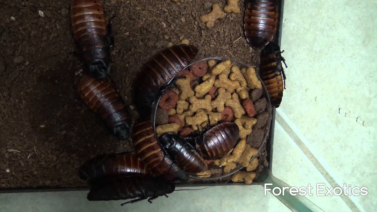 Madagascar Hissing Cockroach - YouTube