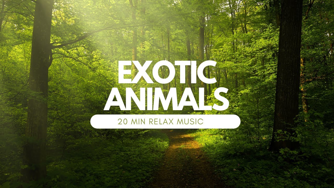 The best Exotic animals with relax sound,guaranteed to fall asleep in ...
