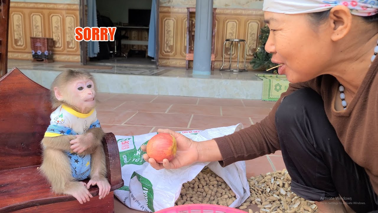 Monkey David secretly stole Grandma's apples - YouTube