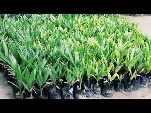 first replacement betel nut plant - YouTube