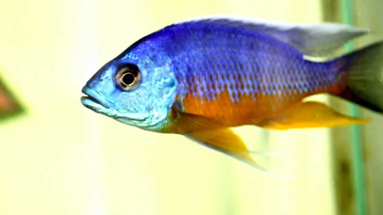 protomelas spilonotus tanzania - YouTube