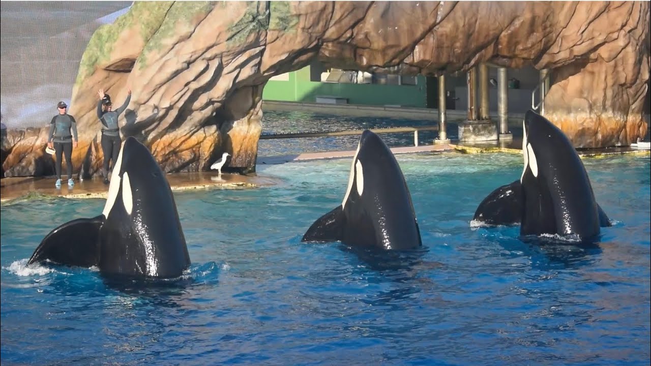 Shouka, Ikaika, Keet, and Corky during Orca Encounter at SeaWorld San ...