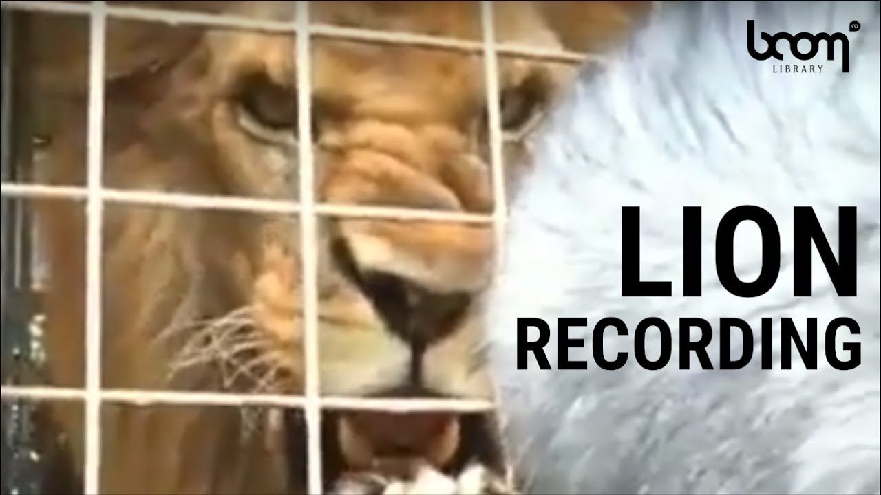 BOOM Library Lion Recording - YouTube