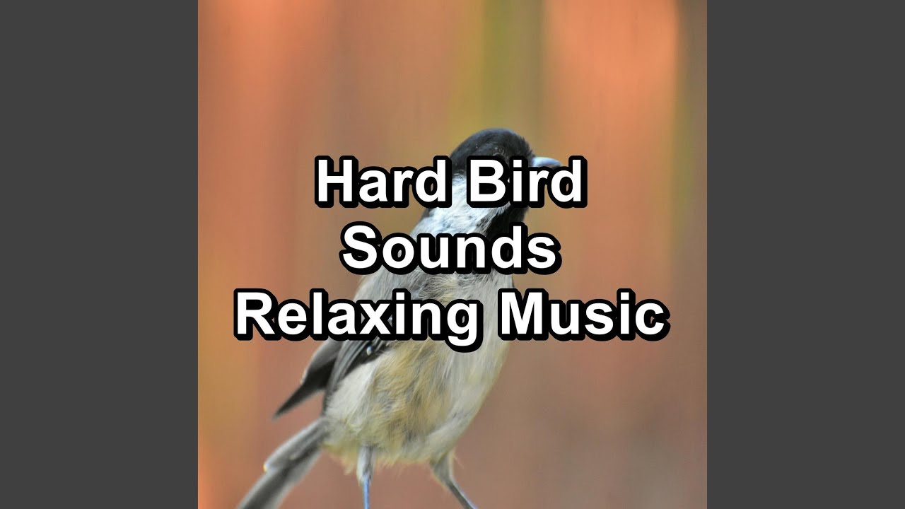 Flying Bird Music - YouTube