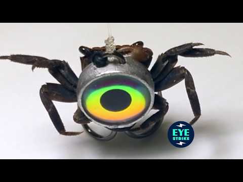 Jail Bait Rigging Tips