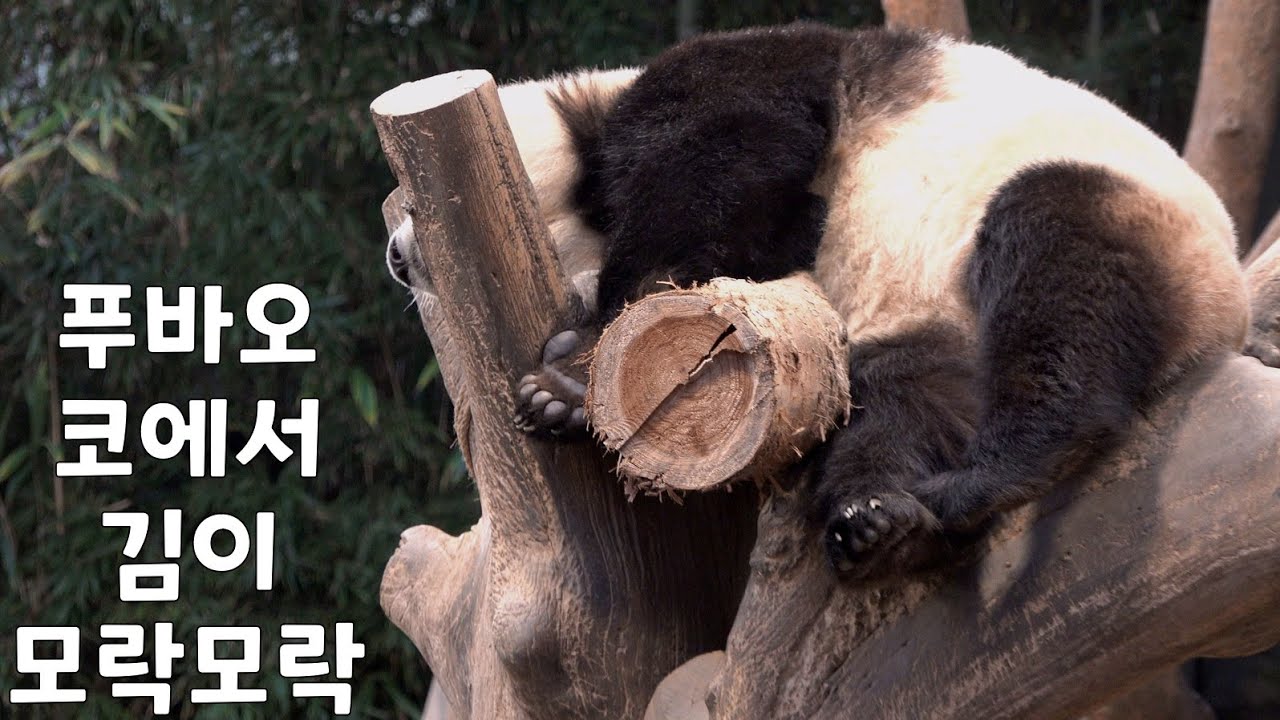 에버랜드 판다 어부바 나무위에서 낮잠 자는 푸바오 코에서 김이 모락모락 러바오는 귀엽게 업드려 자면서 얼굴빼꼼~ Youtube