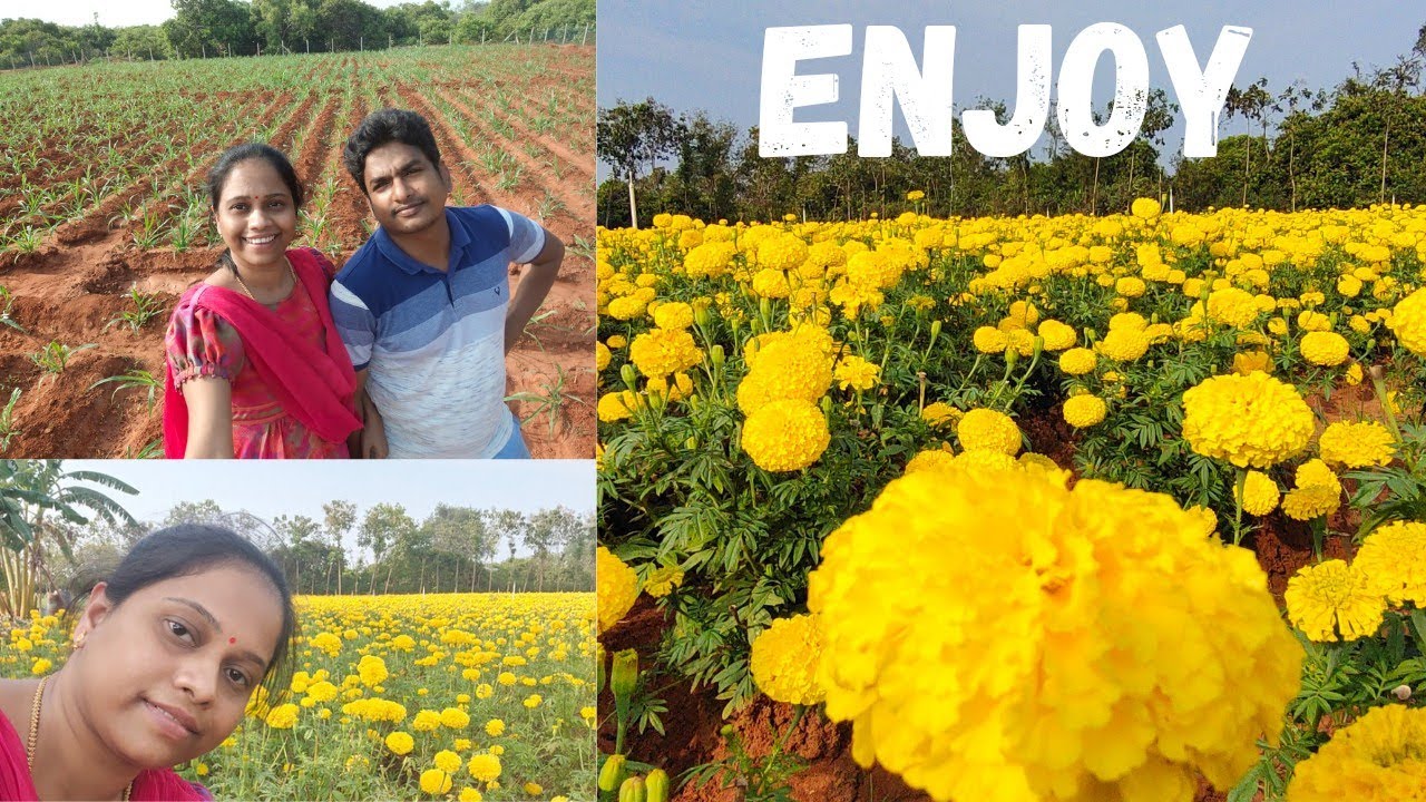 Enjoy. சாமந்தி பூந்தோட்டம், சூப்பர் நேப்பியர்.mari gold. enjoy nature ...