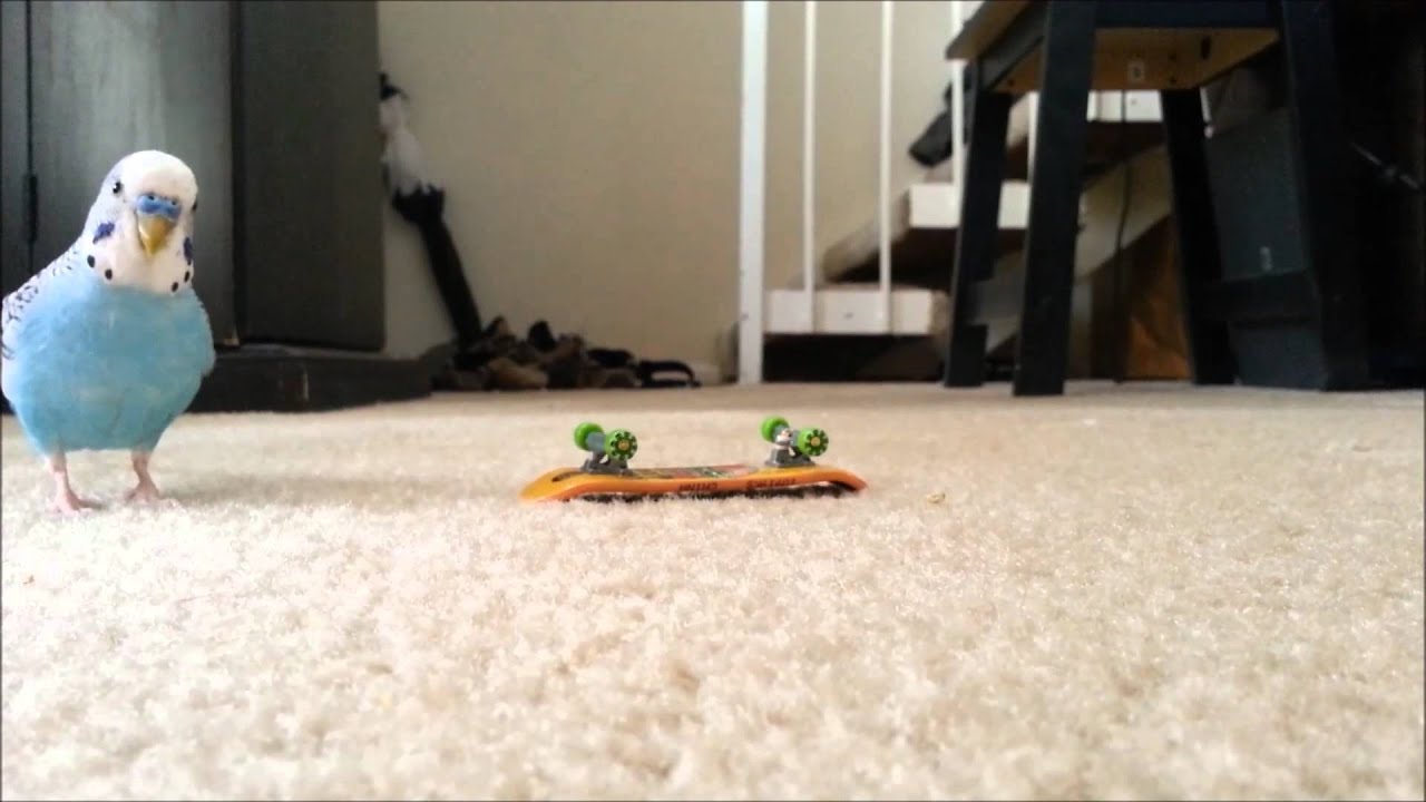 Budgie Bird on his Skateboard - YouTube