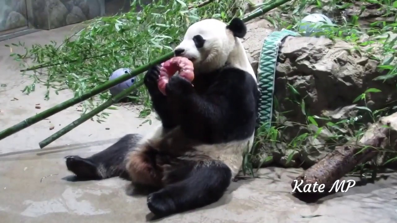 Panda Bei Bei's Thanksgiving Treat - YouTube