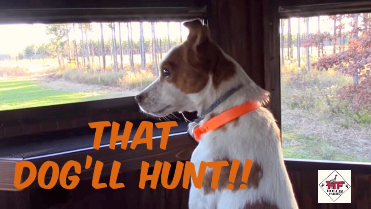 That dog'll hunt! - YouTube