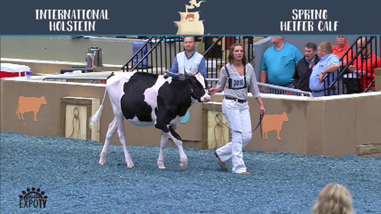 705 | Holstein | Spring Heifer Calf - YouTube