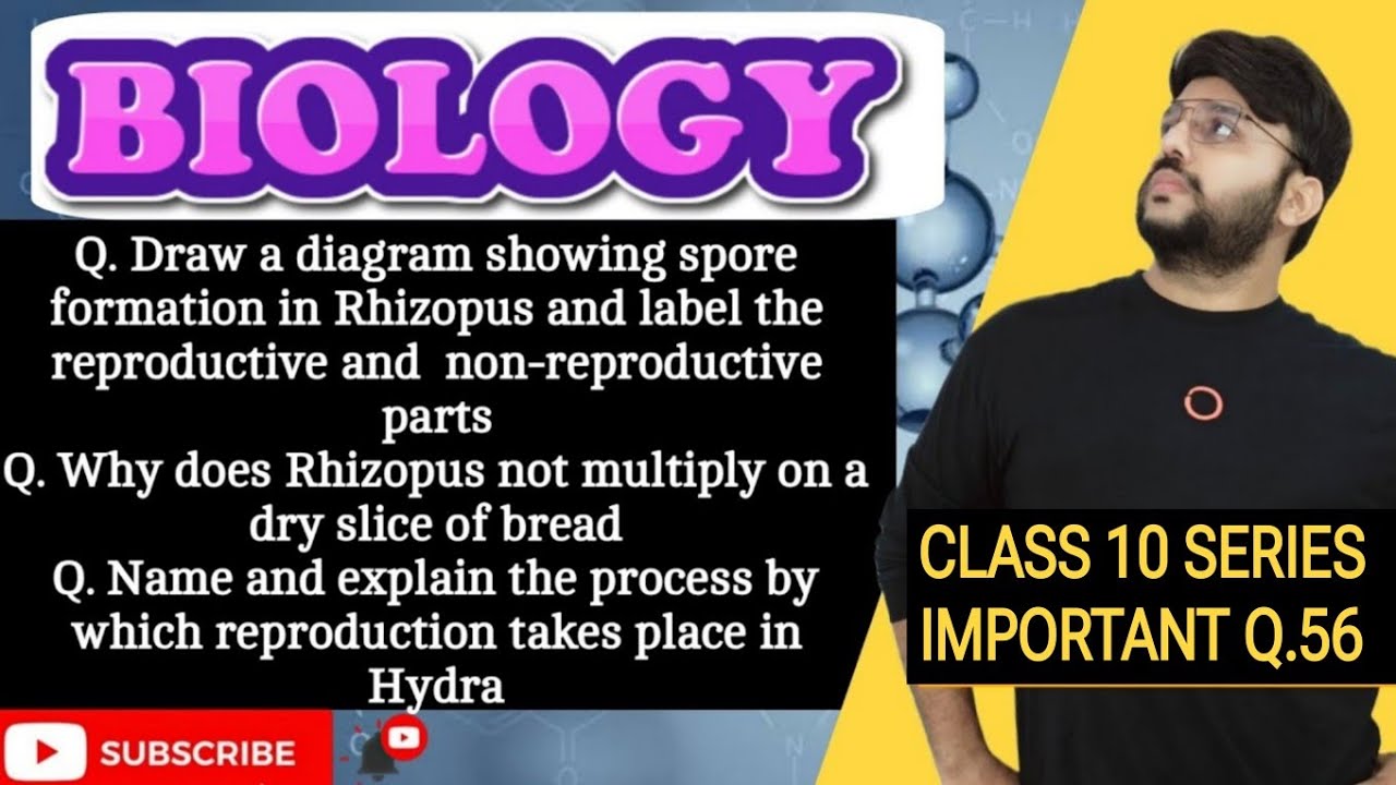 Draw a diagram showing spore formation in Rhizopus and label the ...