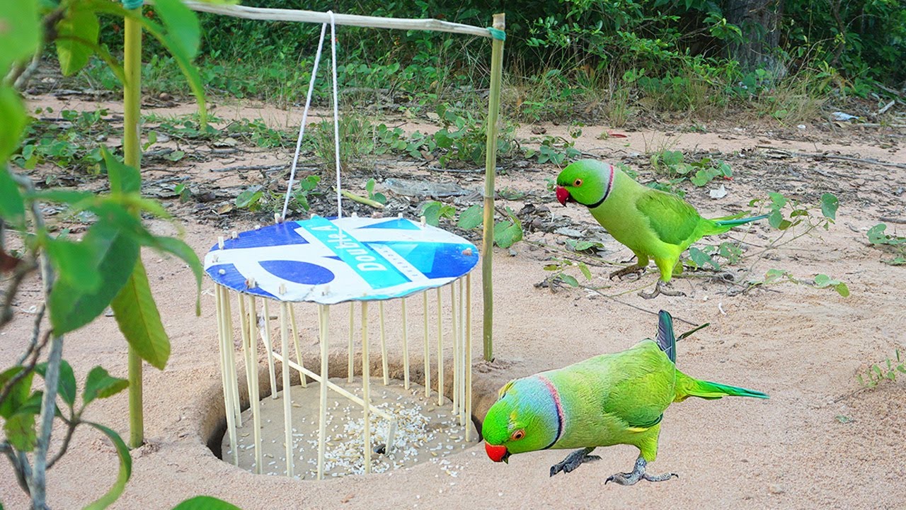The First Creative Unique DIY Parrot Trap Using Chopsticks With Paper ...
