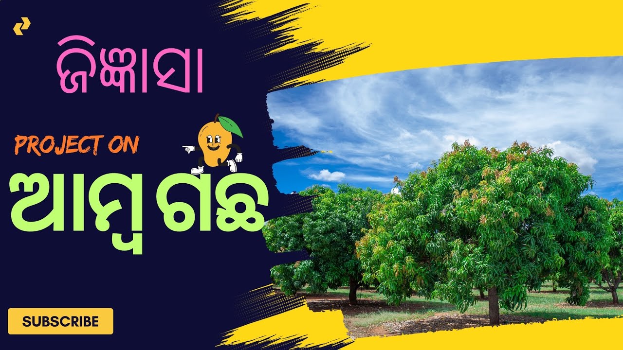 Jigyasa || ଆମ୍ବା ଗଛ || Aamba Gacha || Jingyasa project 2024-25 || Mango ...