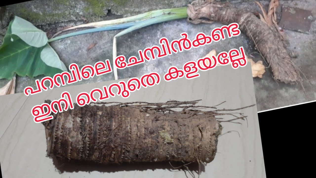 താളിന്റെ ഈ ഭാഗം ഇനി കളയല്ലേ/chemb recipe in malayalam/chemb/chemb ...