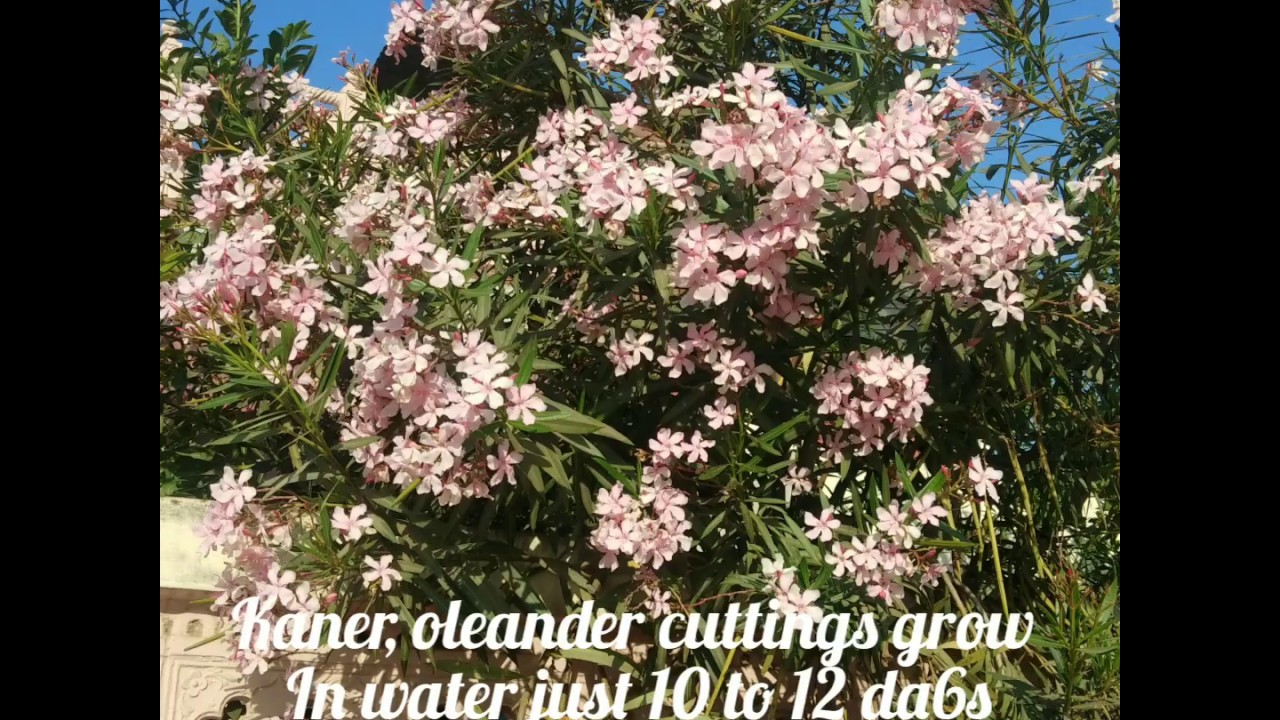 🌷1- Pink Kaner, oleander cuttings growing Results in water - YouTube