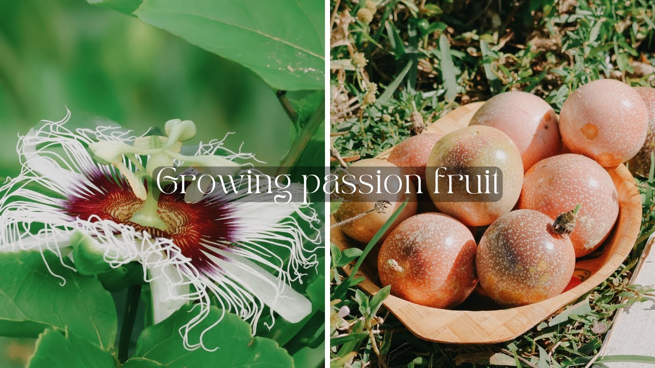 Growing and Harvesting Passion Fruit/Maypop/Lilikoi - YouTube